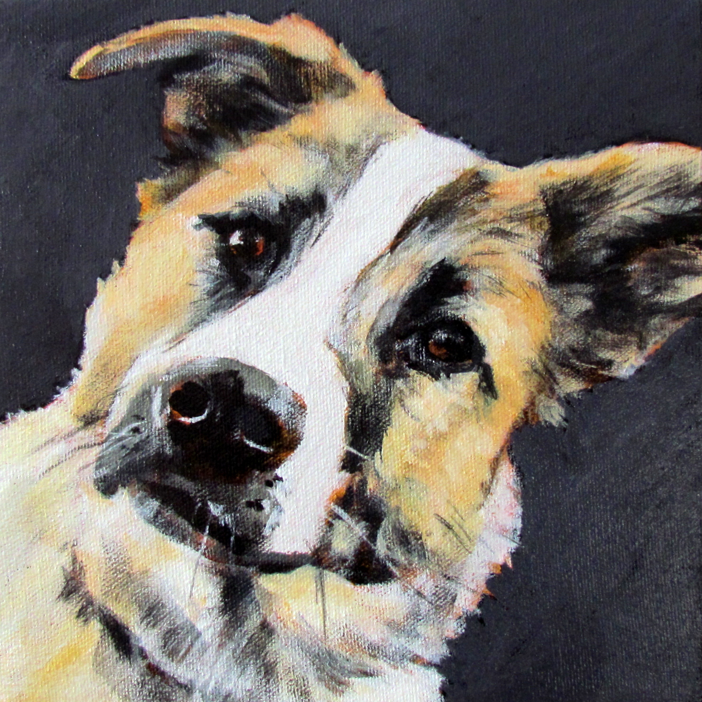 Holly 8×8 – Steve Rayner